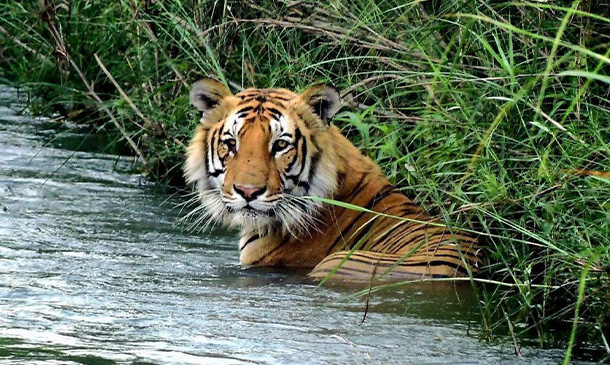 Nepal’s National Parks and Conservation Areas